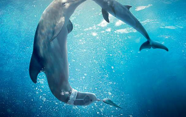 Dolphin Tale 2 Movie Review (2014) - Rating, Cast & Crew With Synopsis